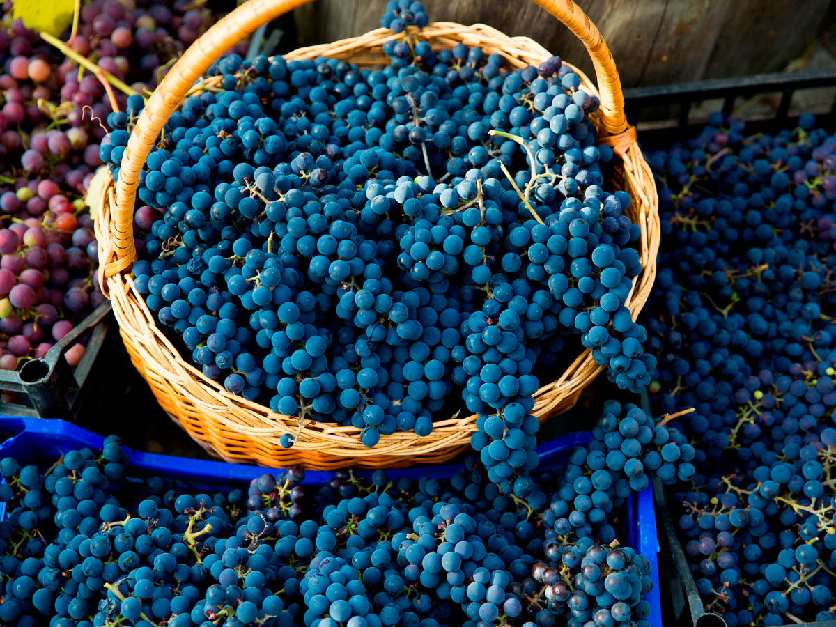 Grape Varieties: Pinot Noir – Symbolic Wines®