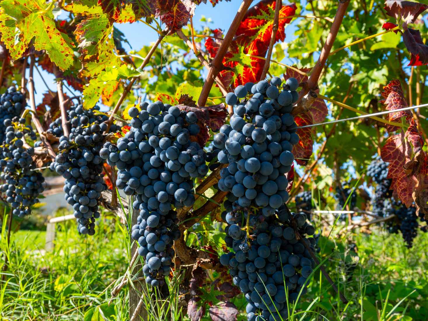 Grape Varieties: Cabernet Sauvignon – Symbolic Wines®