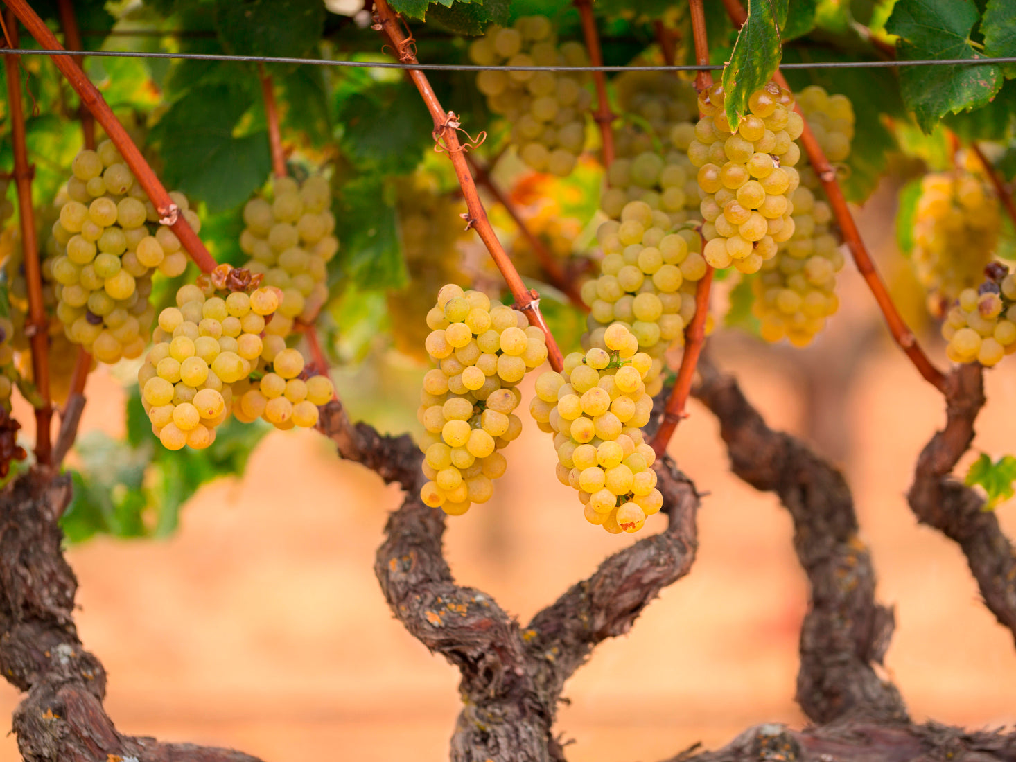 Grape Varieties: Chardonnay – Symbolic Wines®